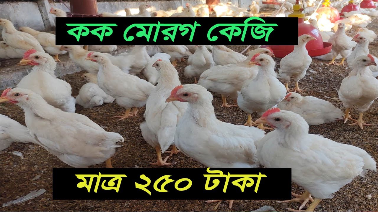 চাকরিকে বাই বাই বলে কৃষিকে হাই হাই বলুন || Hen Farming || Hen farm in ...