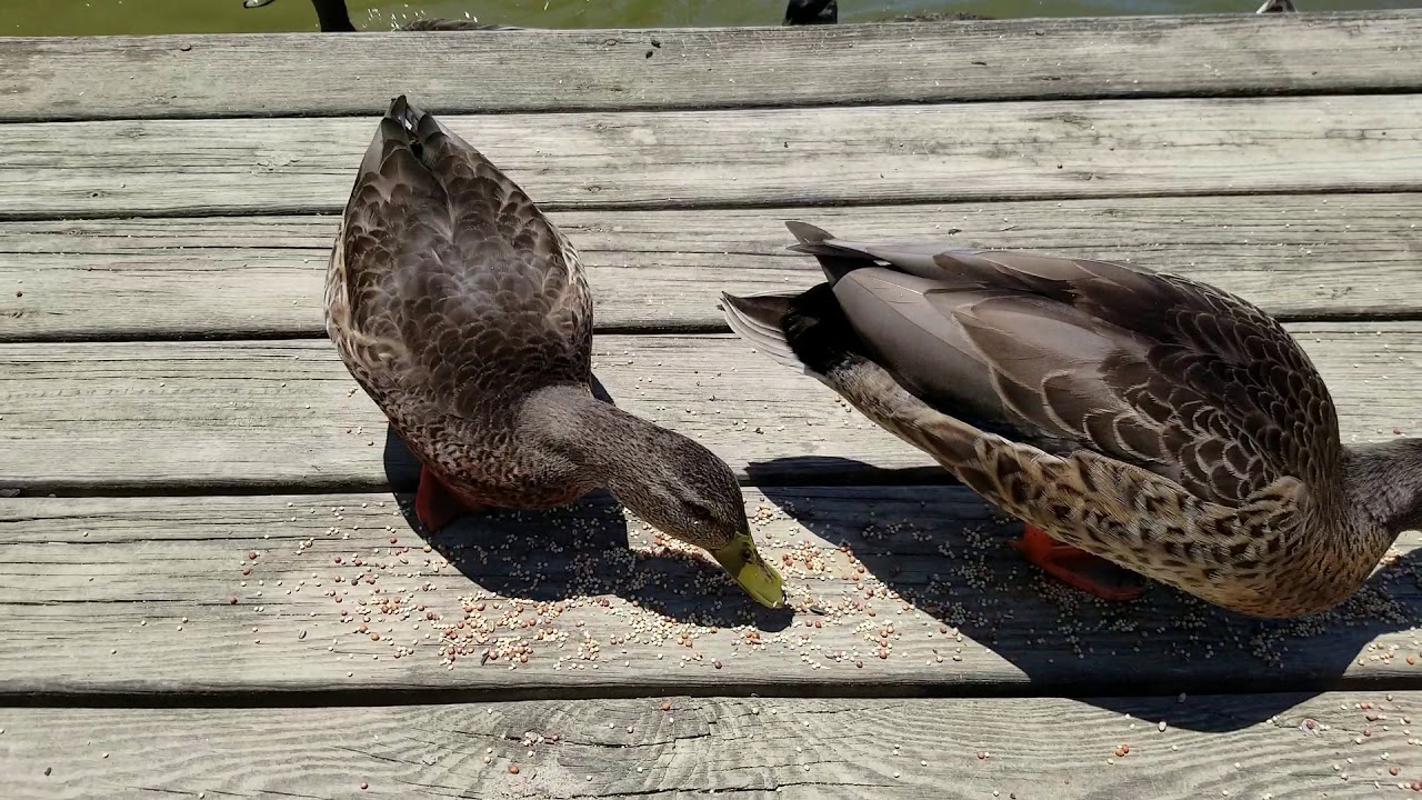 More Ducks - YouTube