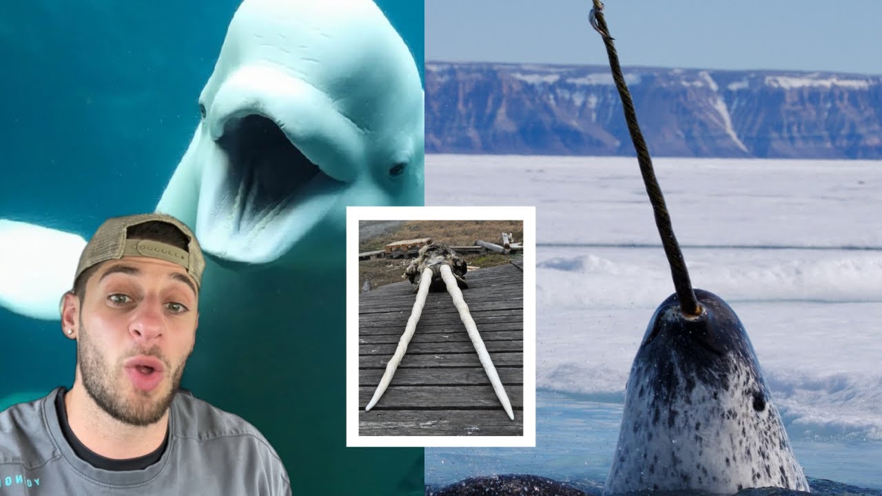 What Happens When You Mix A Narwhal And A Beluga? - YouTube