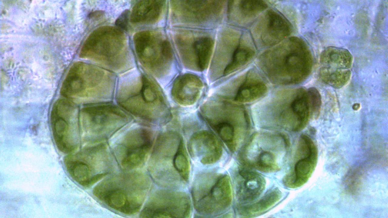 Coleochaete moving plastids evry2sec playd30fps - YouTube