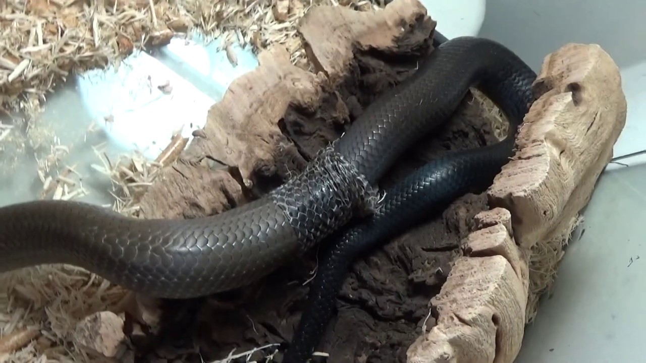 Juvenile Axanthic Blacktail Cribo shedding! - YouTube