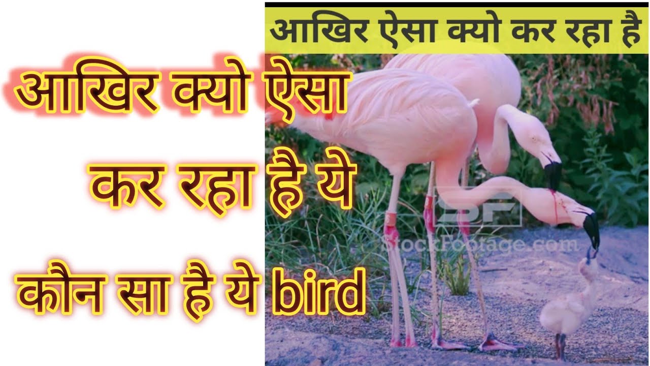 flamingo bird feeding | flamingo bird milk feeding | flamingo bird red ...