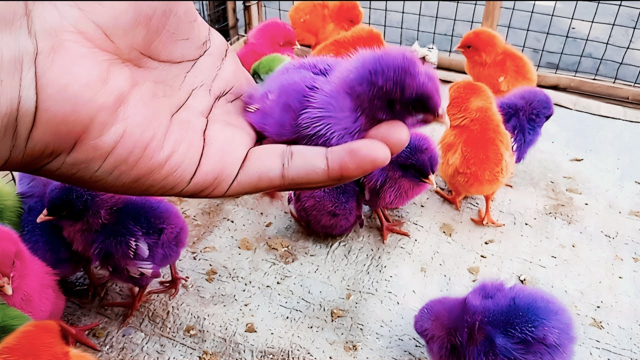 Cute Chicken Videos Untuk Anak & Keluarga | Learning Colors with Funny ...