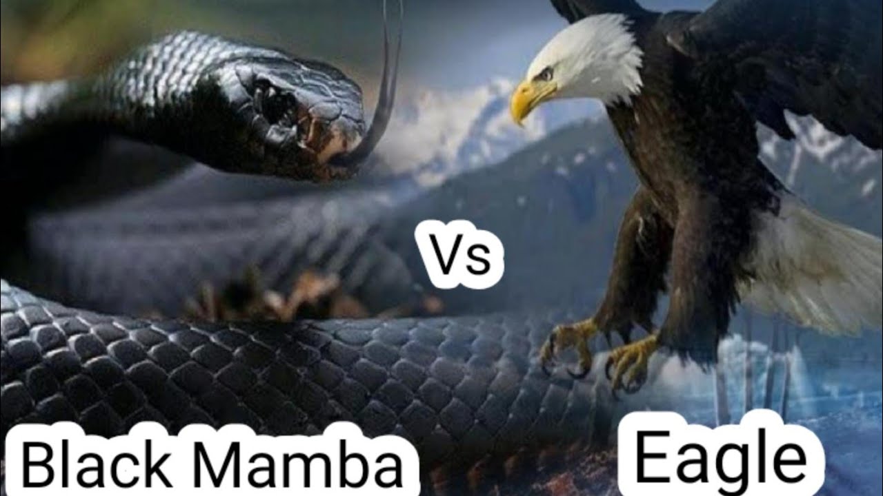 BLACK MAMBA VS EAGLE || ब्लैक मामा VS बाज || EAGLE VS BLACK MAMBA ...