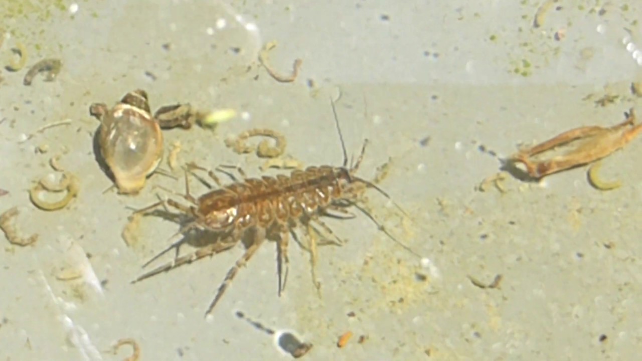 Two-spotted Waterlouse - Asellus aquaticus - Vatnalús - Vatnapöddur ...