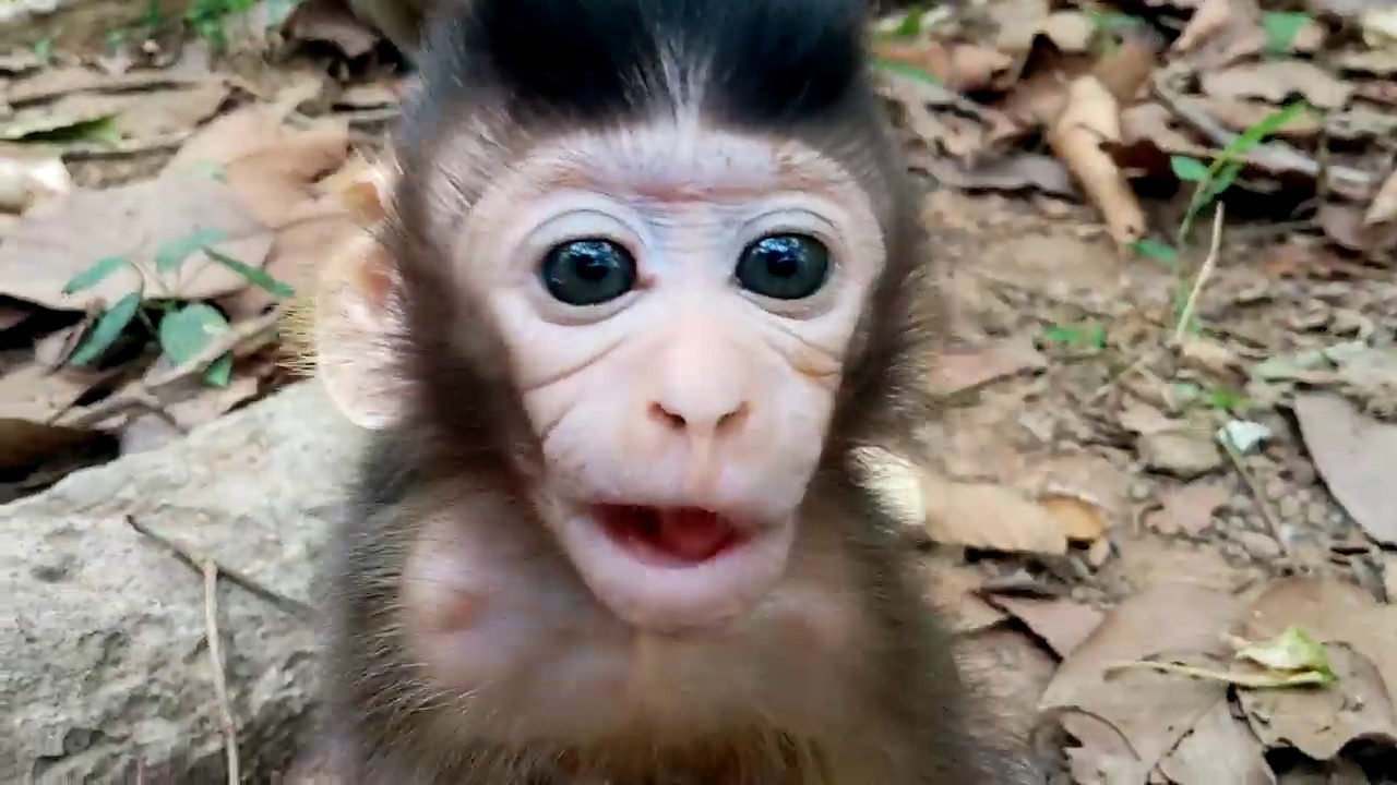 Monkey At Angkor Wat Temple | BaBy Monkey Called Queen TON - YouTube