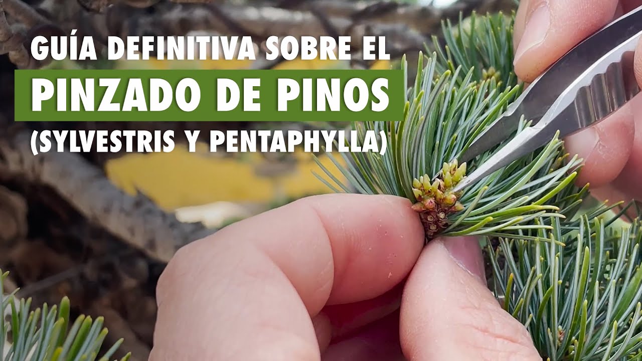 Guía definitiva sobre el pinzado de pinos (Sylvestris y Pentaphylla ...