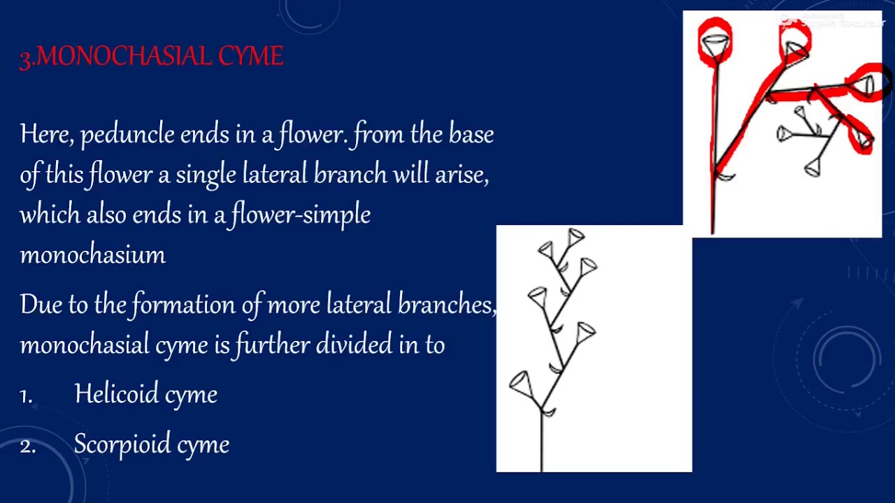 INFLORESCENCE (PART- 3): CYMOSE INFLORESCENCE & DIFFERENT TYPES OF ...