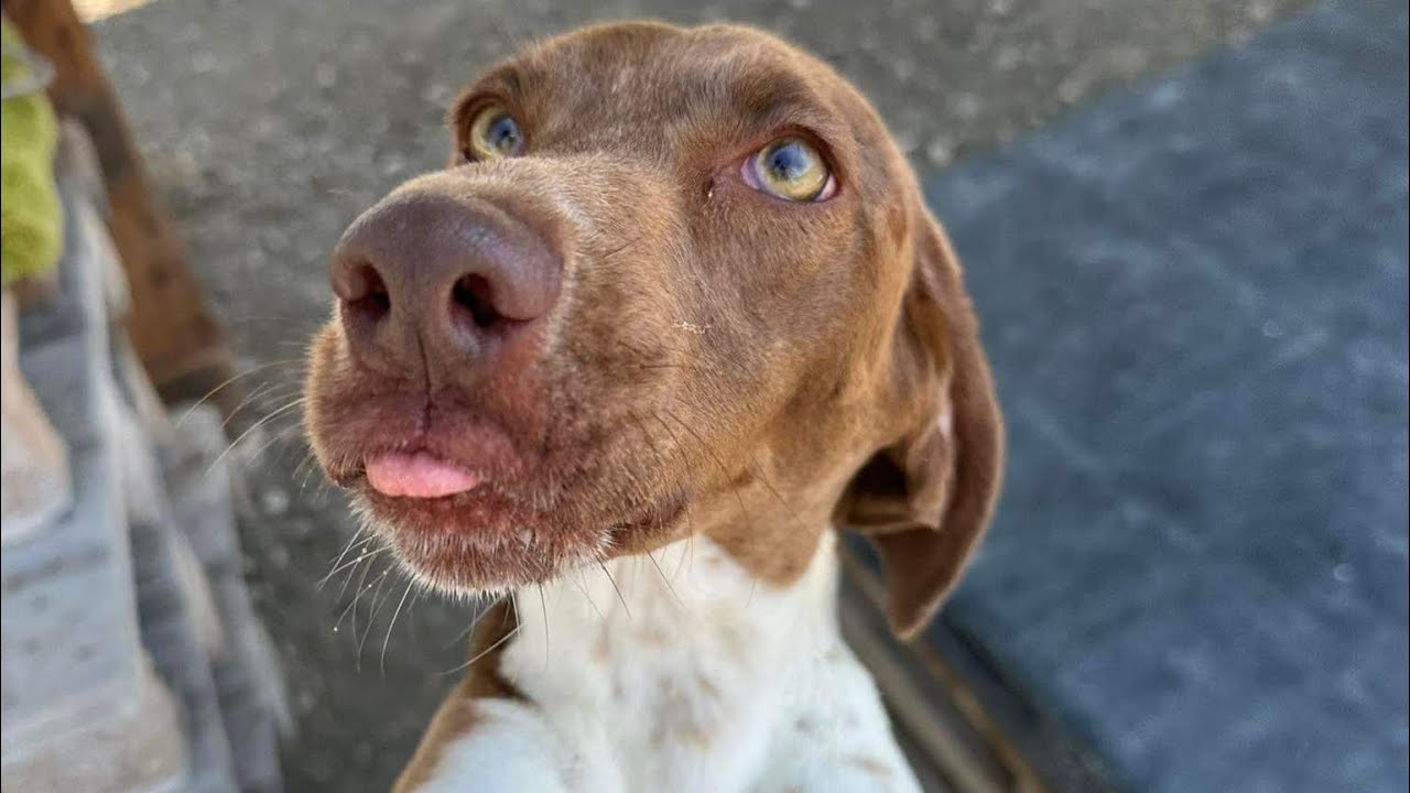 Most beautiful dog inside-out ️ - YouTube