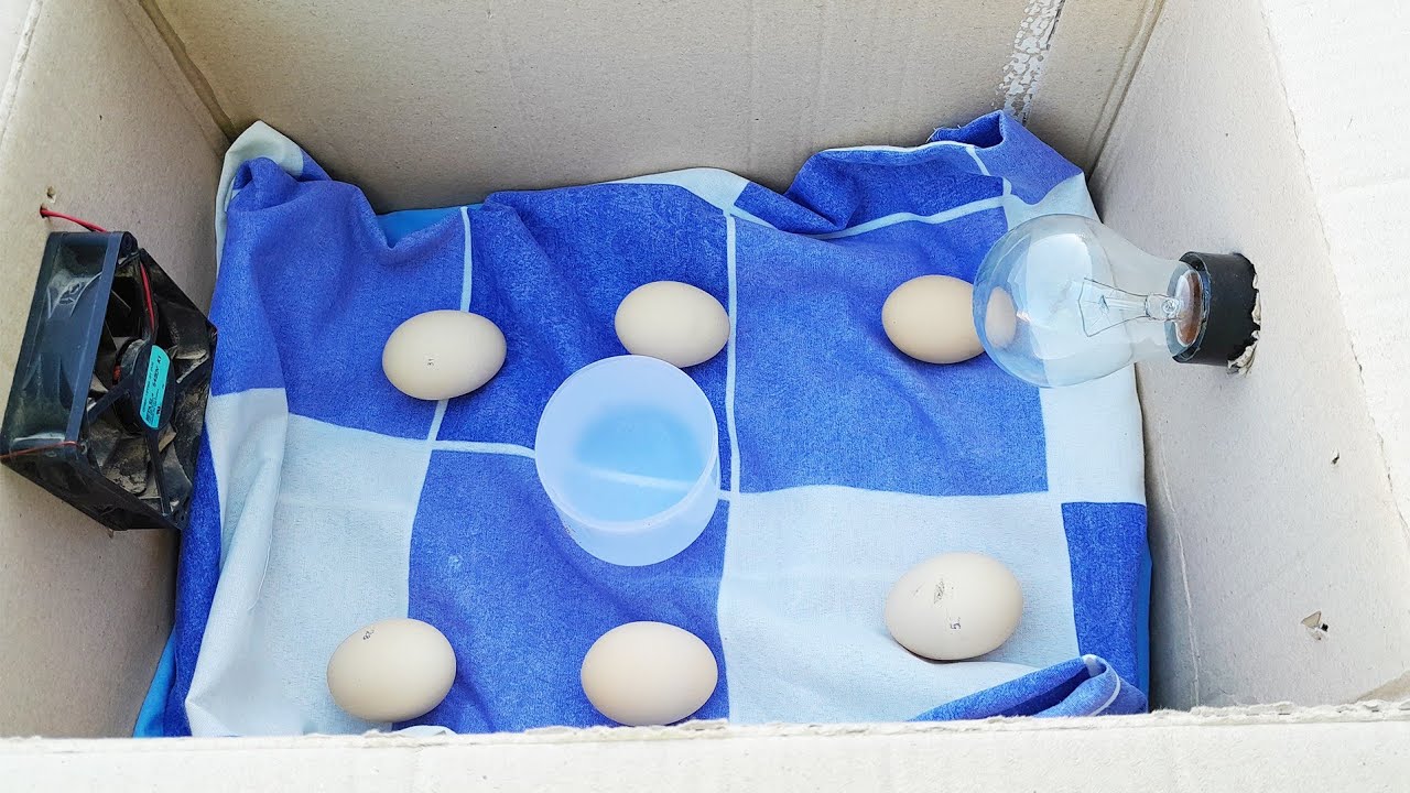 How to make a simple incubator at home. Making an incubator with a box ...