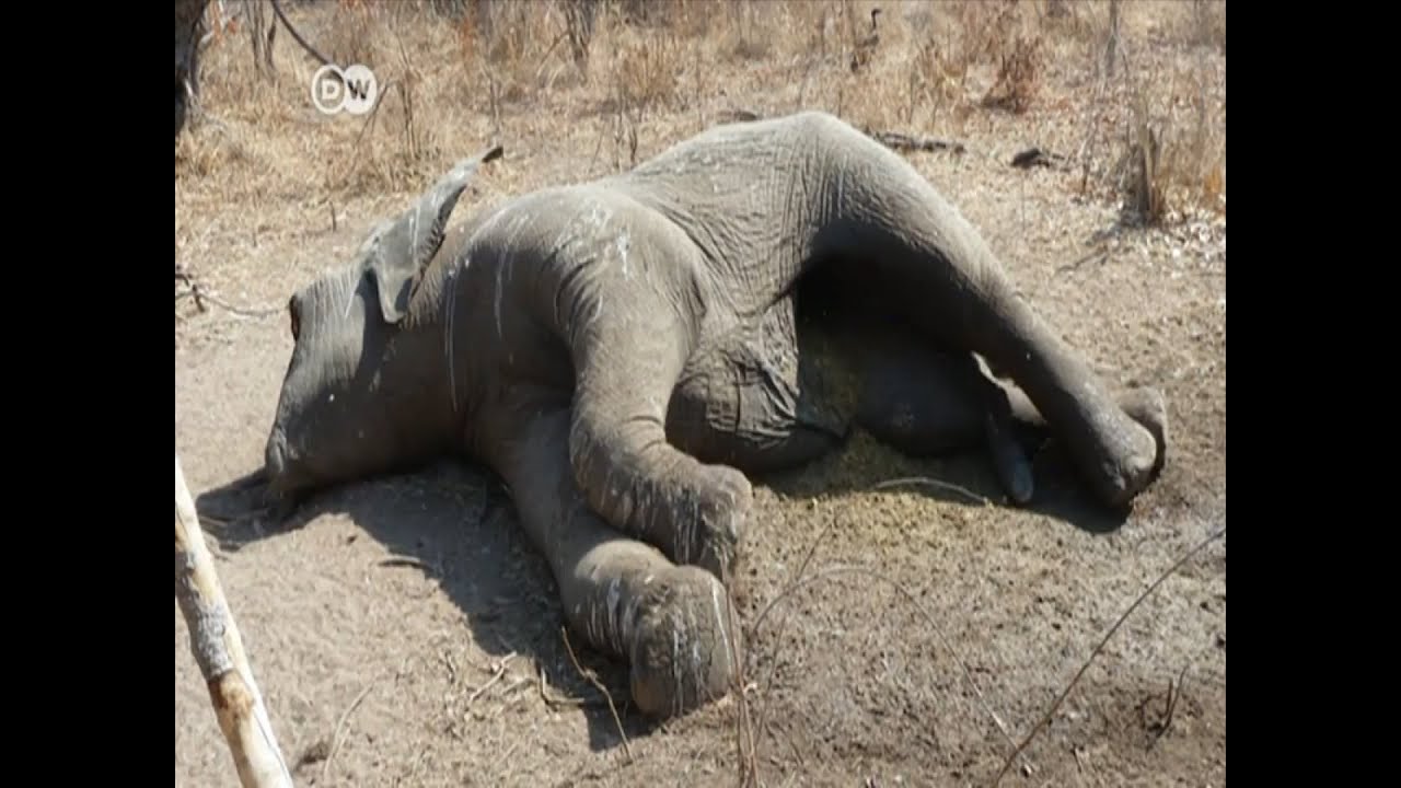 Exclusive: UN-funded rangers implicated in elephant massacre (2017 ...