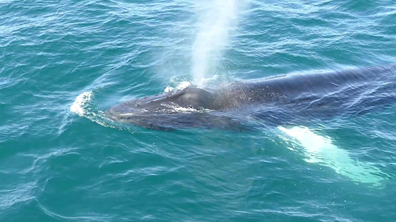 Spouting Humpback whale Iceland - YouTube