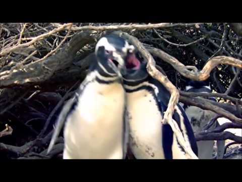 Aldatılan Penguen -Türkçe Altyazılı-