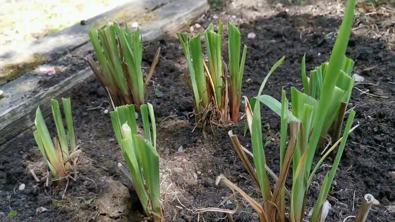Egyptian Iris Propagation Tips - YouTube