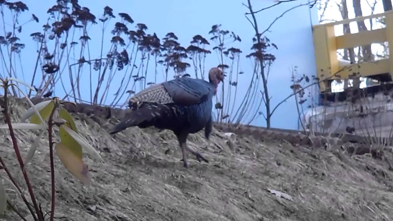 A very funny wild turkey - YouTube