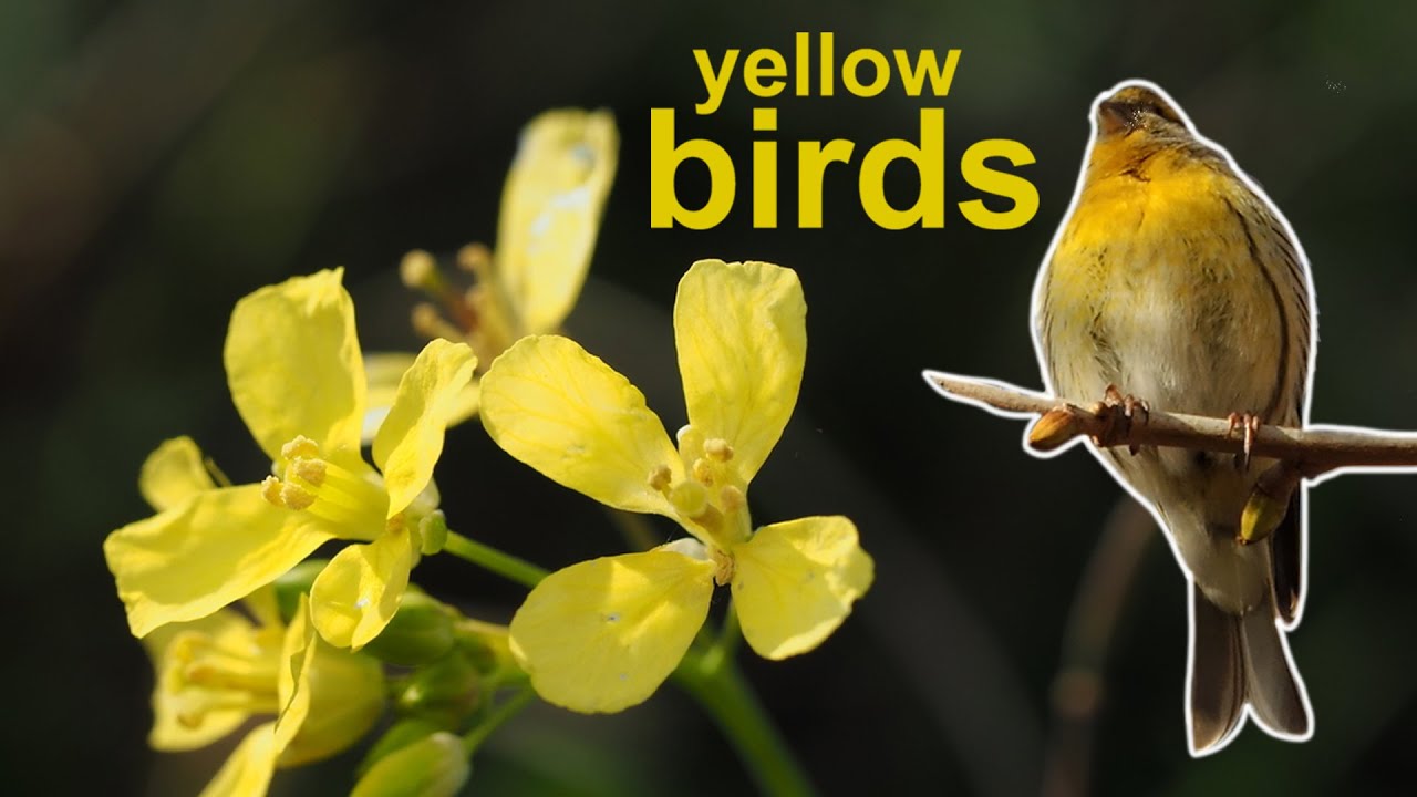 Yellow flowers, yellow birds? | European serin - YouTube