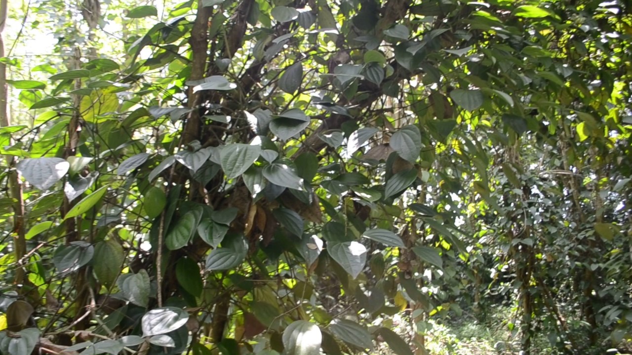 Wanasinghe Gammiris - YouTube