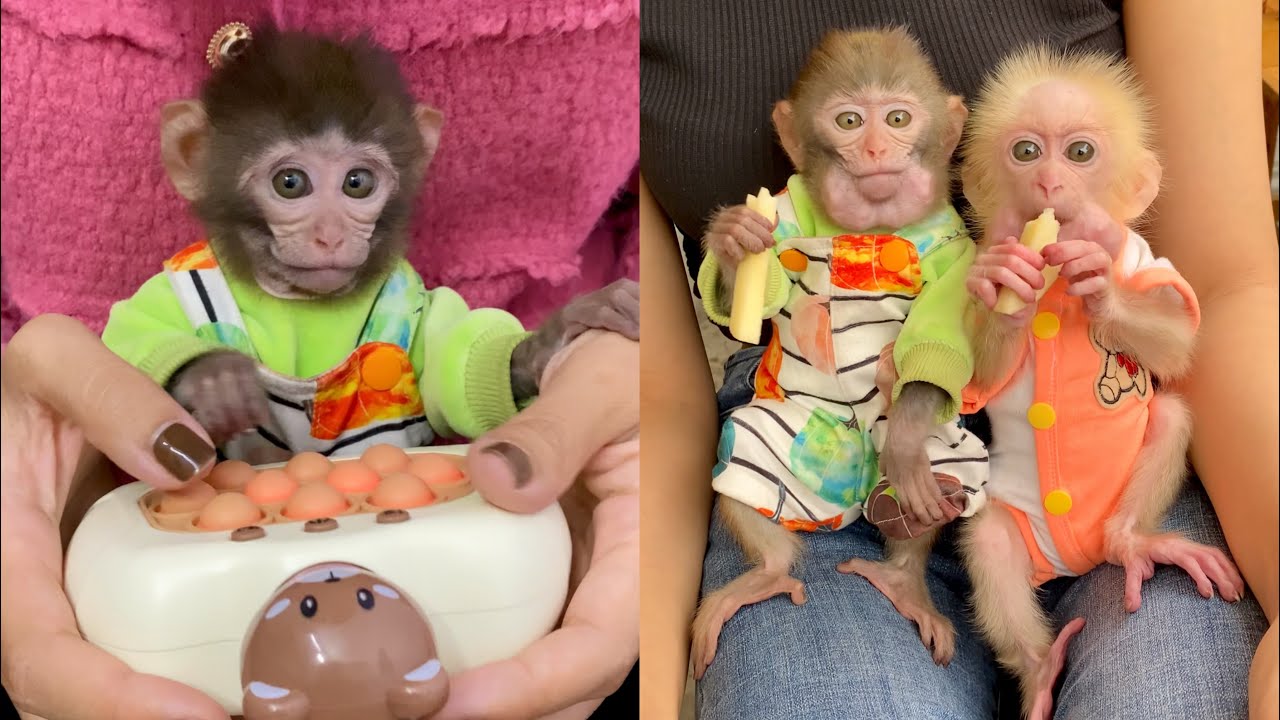 Lovely moments of Pika monkeys and other animals. P74 - YouTube