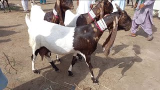 Kamori Goat Price