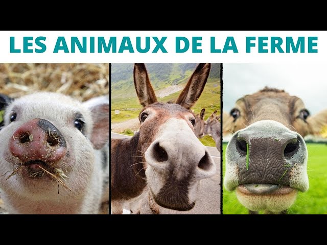 De Vrais Animaux De La Ferme Ensemble Mes 4 Animaux De La Ferme à