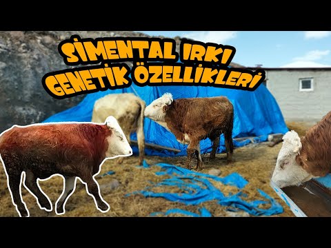 KURBANLIK SİMENTAL FLECKVİEH BOĞA IRKI VE ÖZELLİKLERİ #SİMENTAL #KURBANLIK #BOĞA