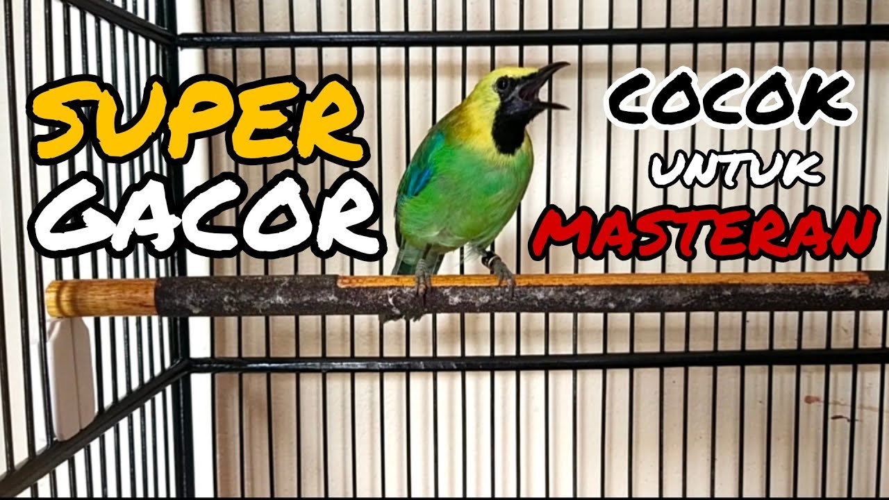 OCEHAN CUCAK RANTING GACOR ‼️ PANCINGAN JITU CUCAK RANTE/MURAI DAUN ...