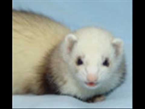 Weasel Stomping Day - "Weird Al" Yankovic - YouTube