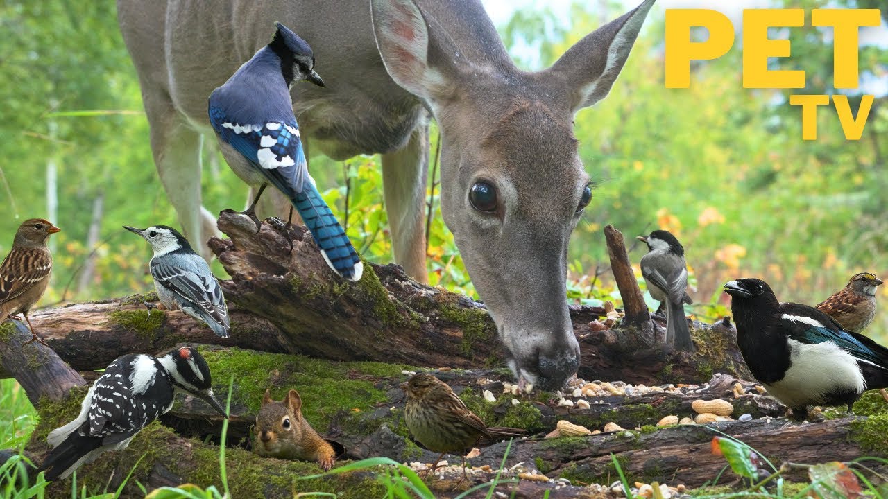 Dog TV for Dogs to Watch • Deer, Squirrels & Birds 🦌 Peaceful Nature ...