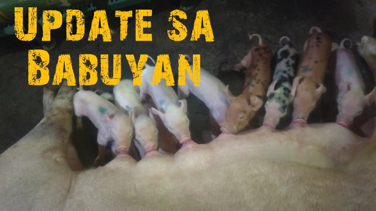 Update: Bagong panganak na inahing baboy - YouTube