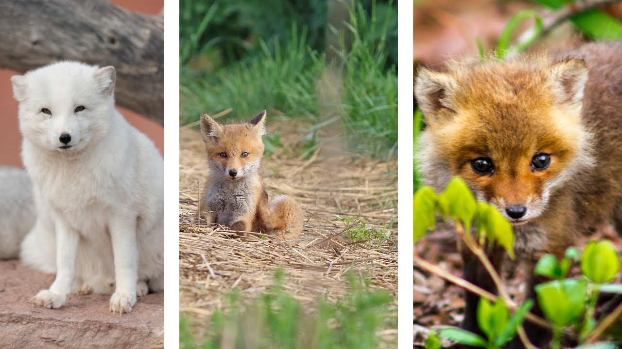 Amazing! Fox with Two Babies - Unbelievable Fox Babies Moment - YouTube