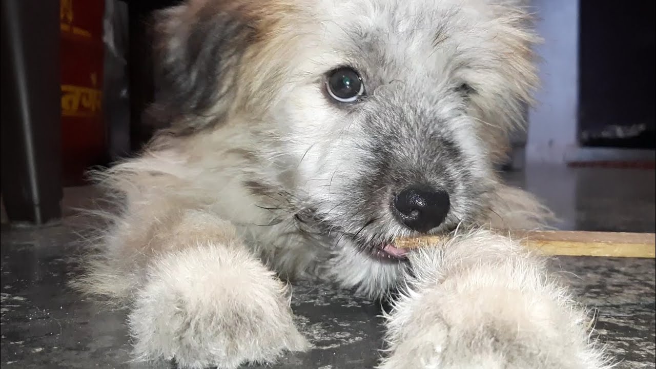 shih tzu lhasa apso mix puppy | Cutest small dog - YouTube