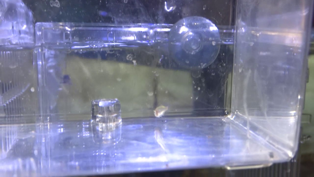 Tomopteris (Johnstonella) pacifica オヨギゴカイ오요기고카이 - YouTube