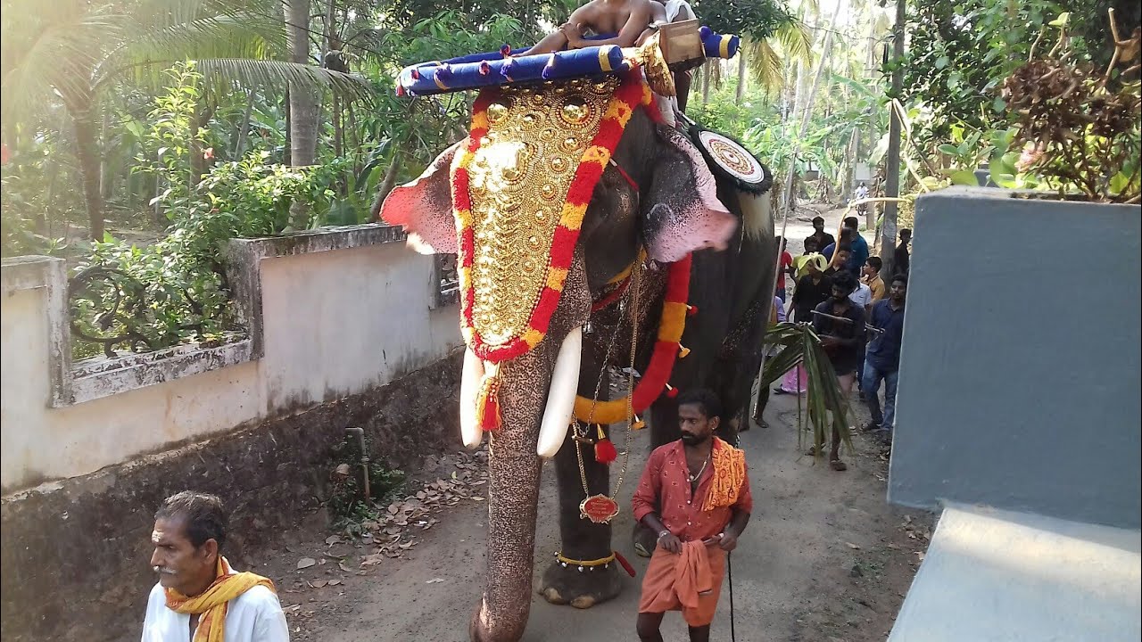 Pooram | Elephant | Chenda Melam - YouTube