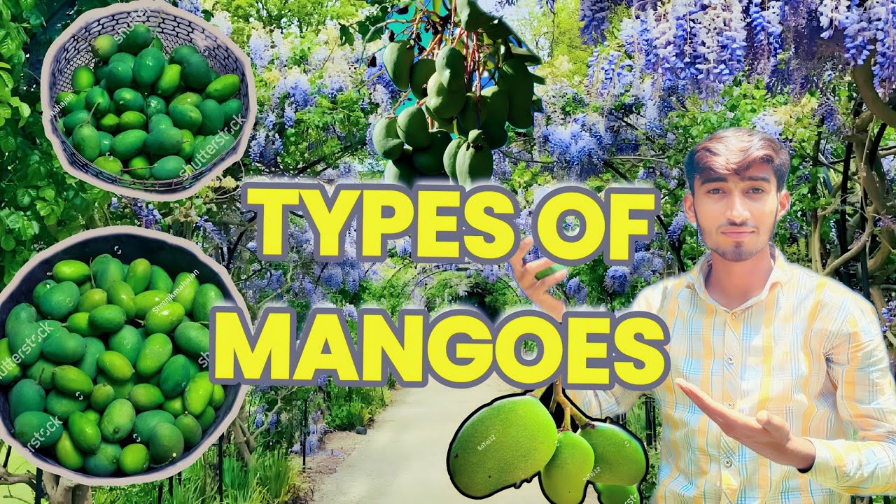 Different Varieties/Types Of MANGOES in Pakistan 🥭 - YouTube