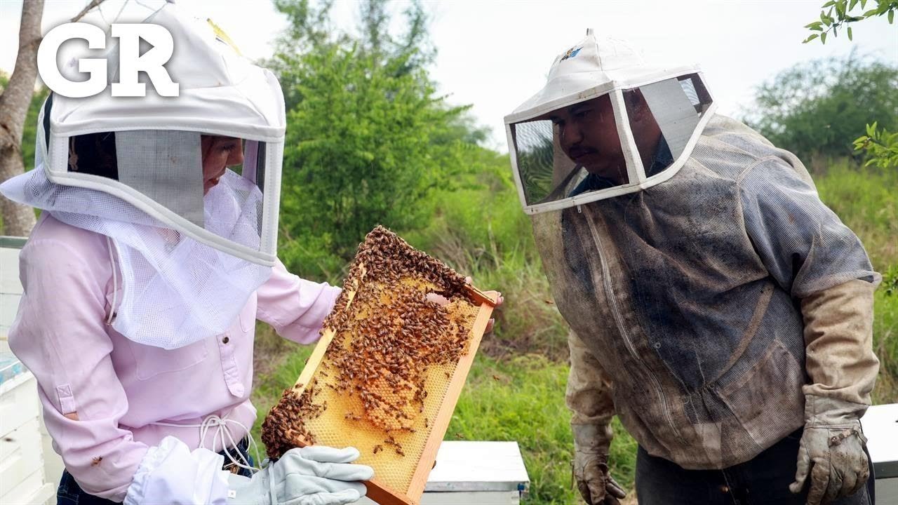 Un apiario en NL: así crían a las abejas - YouTube