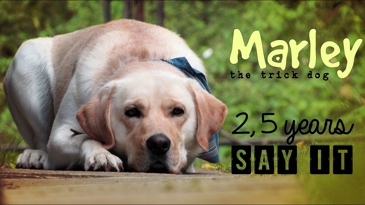 Labrador Retriever Marley (2,5 years) | SAY IT ♡ - YouTube