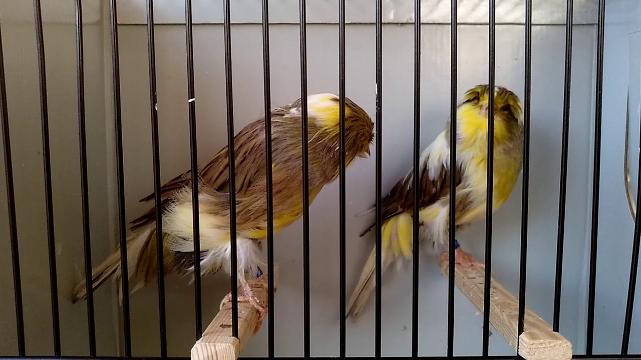 Dos hembras de canario crest bred en la precria 2018 - YouTube