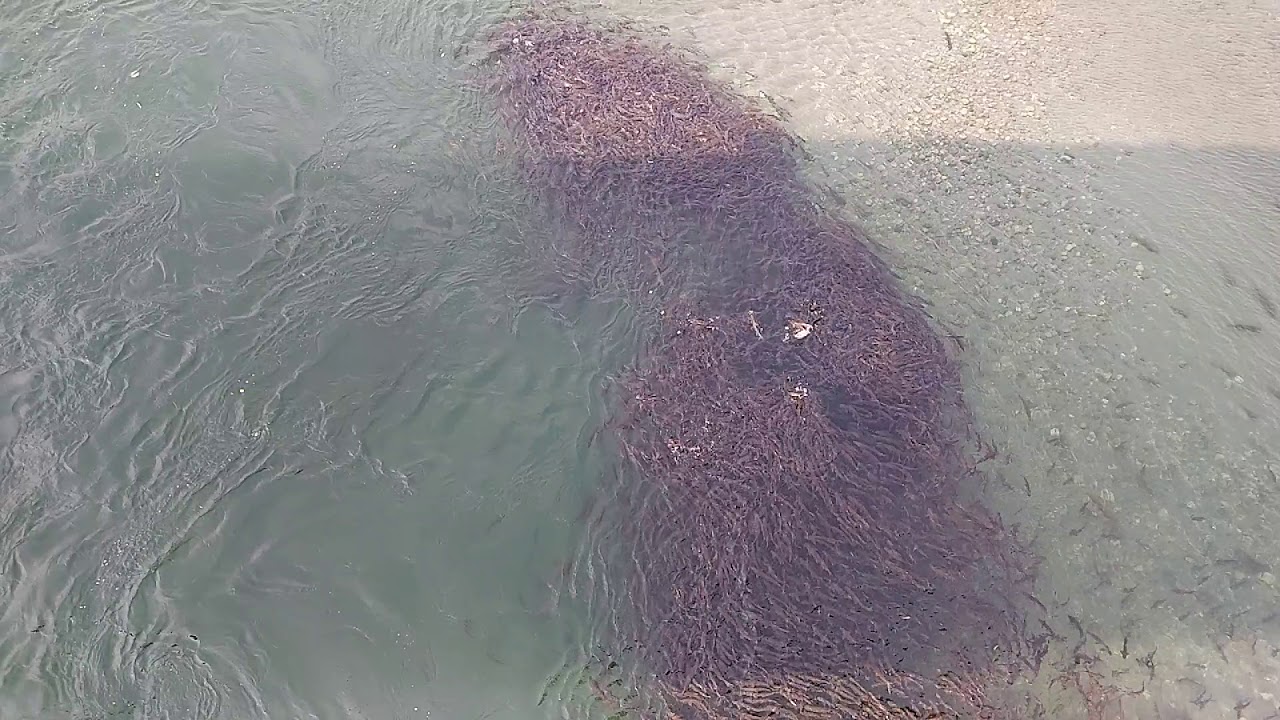 Feeding Fish in River | Pho Chhu | Mo Chhu | Punakha Dzong | Bhutan ...