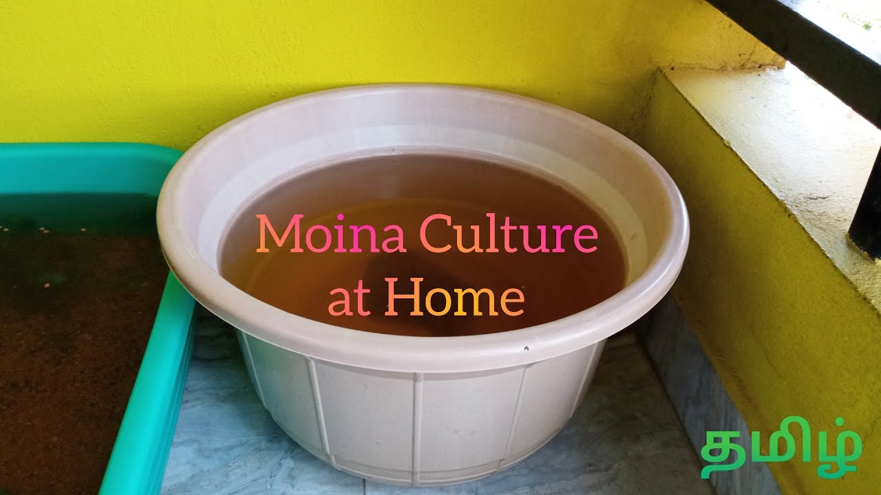Moina Culture at Home_Part 1 - YouTube