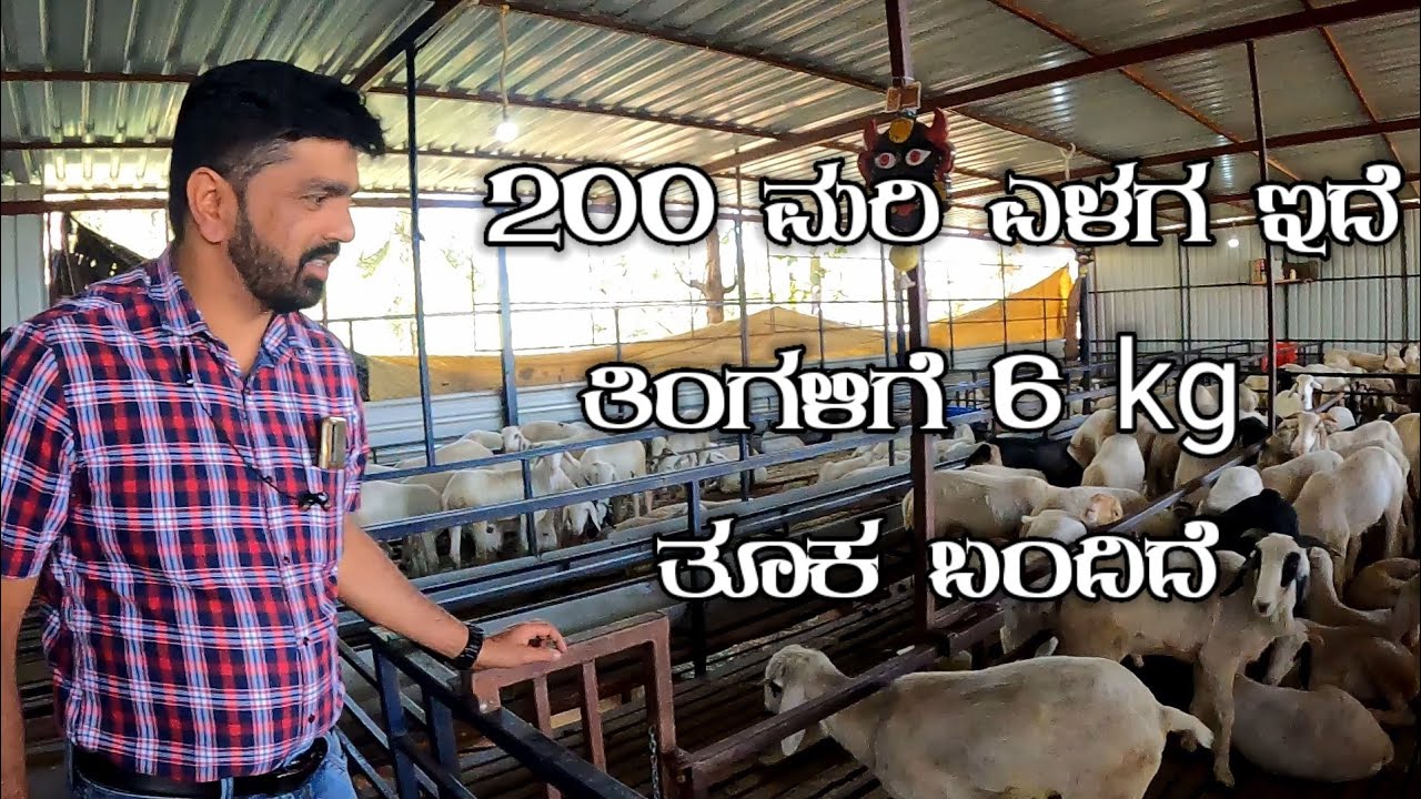ಮೊದಲ ಬಾರಿ 200 ಎಳಗ ಮರಿಗಳು ( Hassan sheep farming karnataka ) part 2 ...