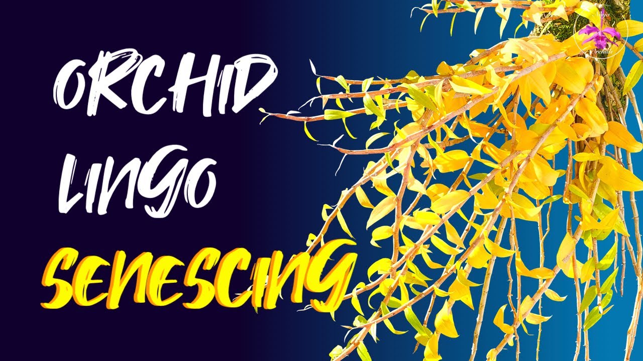 🍂 SENESCE | SENESCENCE | SENESCING | Why orchids are deciduous & MORE ...