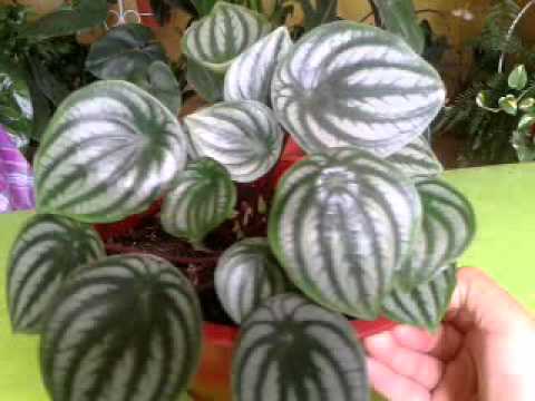 Planta peperonia - YouTube