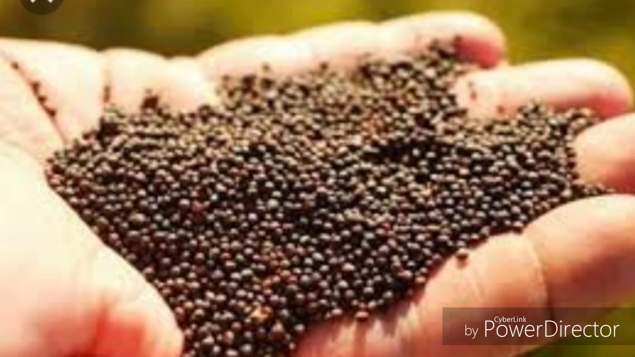 Canola Production Technology in Pakistan Part2/2 - YouTube
