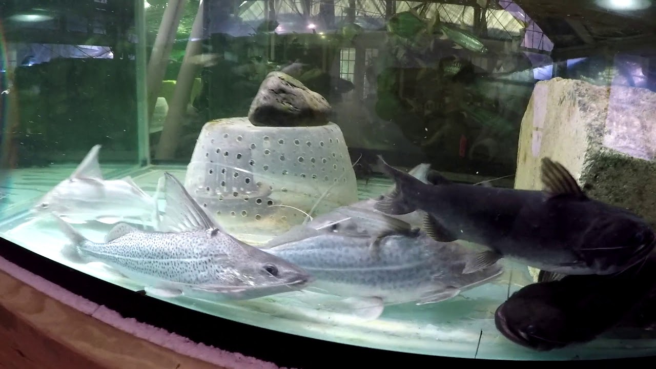 Four specimen of four-line catfish, Pimelodus blochii, ~5 years old, 10 ...