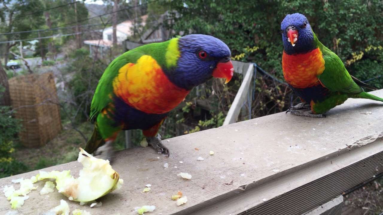 My little Hoppy bird. Rainbow Lorikeets eat some pear. - YouTube