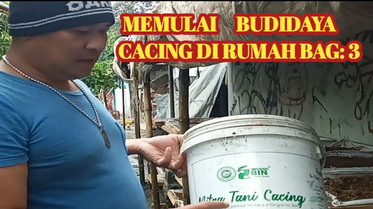 Memulai budidaya cacing di rumah bag: 3 - YouTube