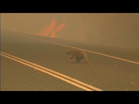 Buschbrände in Australien: Frau rettet Koala aus den Flammen