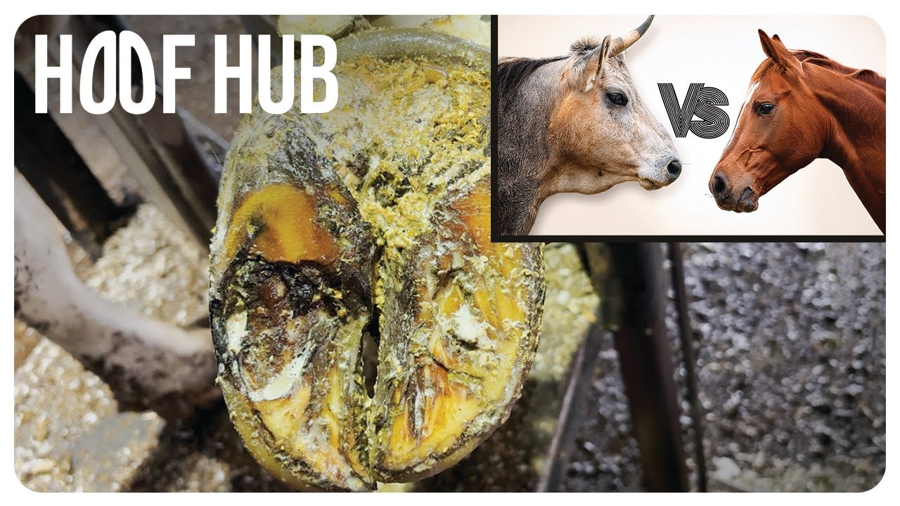 Cows VS Horse Hooves? | Hoof Hub - YouTube