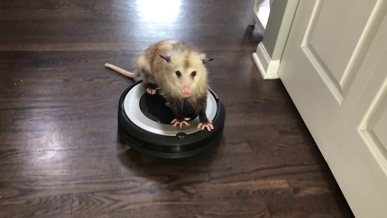 Awesome Opossum Rides a Robot || ViralHog - YouTube