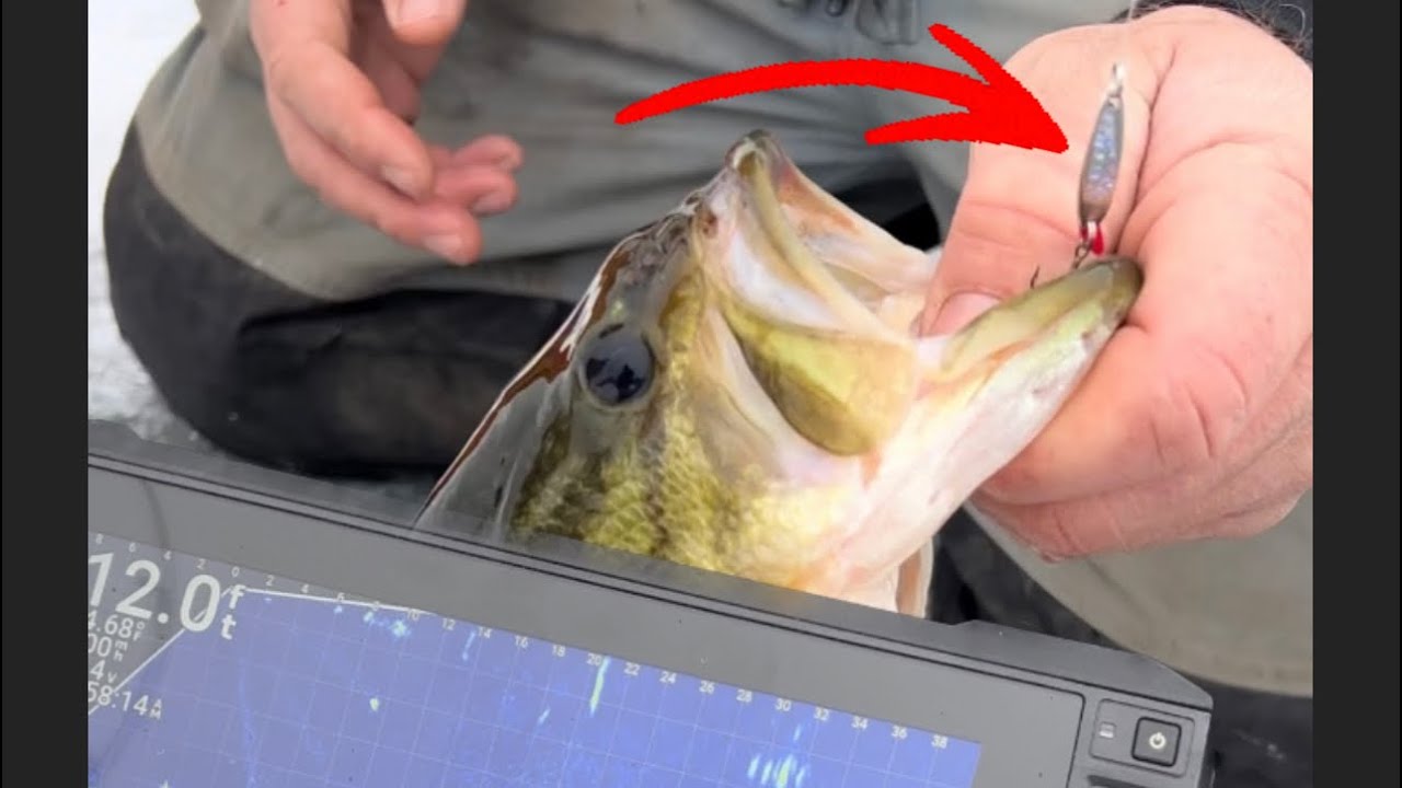 Swedish Pimples | Small Pimples Help us CATCH Big Fish Today… Dec 26th ...